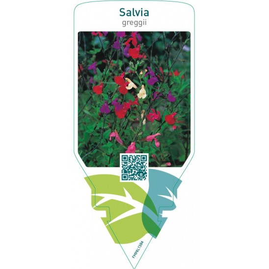 Etiquetas de Salvia greggii (mix color)