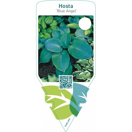 Etiquetas de Hosta ‘Blue Angel’