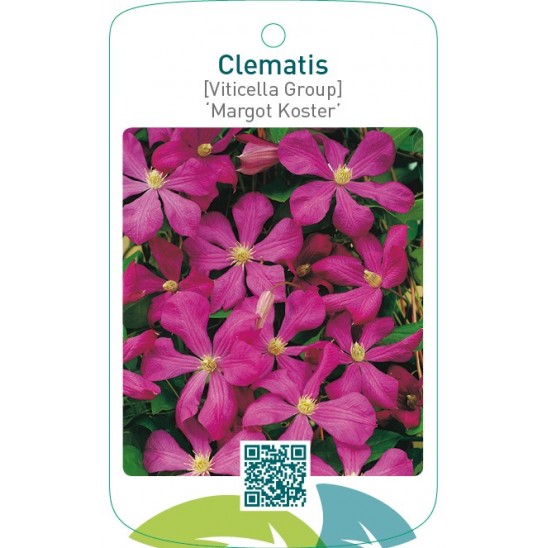 Etiquetas de Clematis [Viticella Group] ‘Margot Koster’