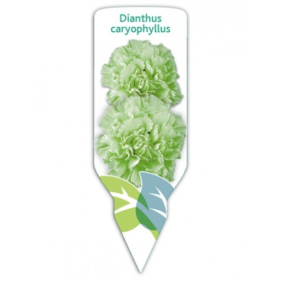 Etiquetas de Clavel verde