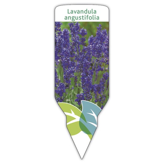 Etiquetas de Lavanda