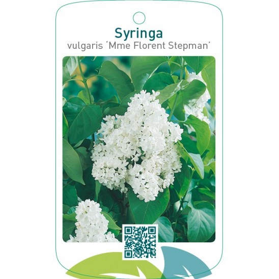 Etiquetas de Syringa vulgaris ‘Mme Florent Stepman’