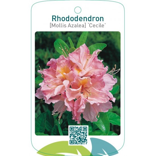 Etiquetas de Rhododendron [Mollis Azalea] ‘Cecile’