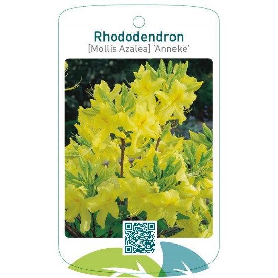 Etiquetas de Rhododendron [Mollis Azalea] ‘Anneke’