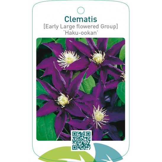 Etiquetas de Clematis [Early Large flowered Group] ‘Haku-ookan’
