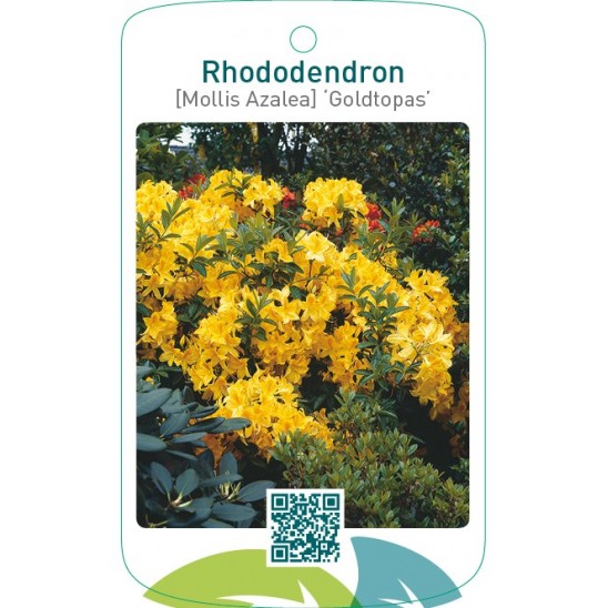 Etiquetas de Rhododendron [Mollis Azalea] ‘Goldtopas’
