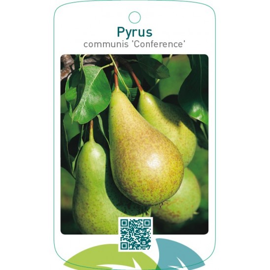Etiquetas de Pyrus communis ‘Conference’