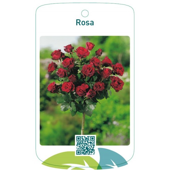 Etiquetas de Rosa stam lichtrood