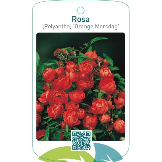 Etiquetas de Rosa [Polyantha] ‘Orange Morsdag’