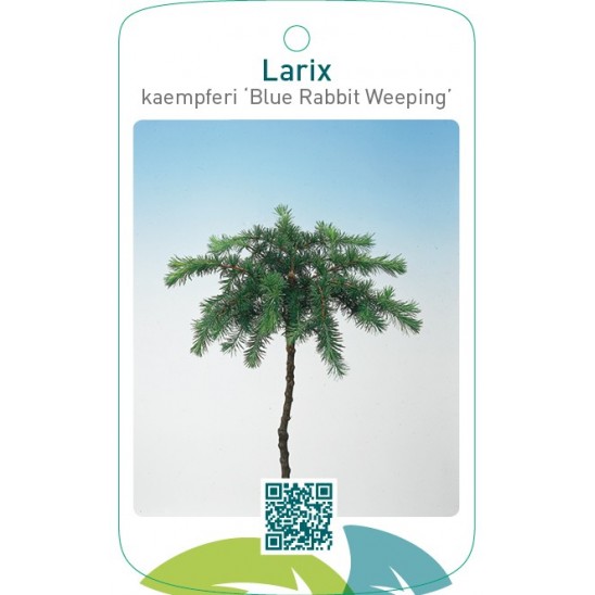Etiquetas de Larix kaempferi ‘Blue Rabbit Weeping’