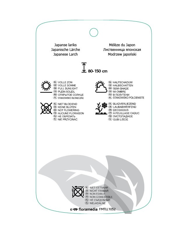 Etiquetas de Larix kaempferi ‘Blue Rabbit Weeping’