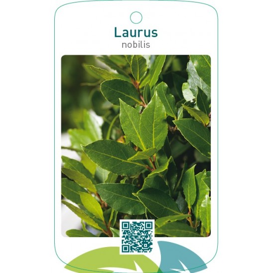 Etiquetas de Laurus nobilis