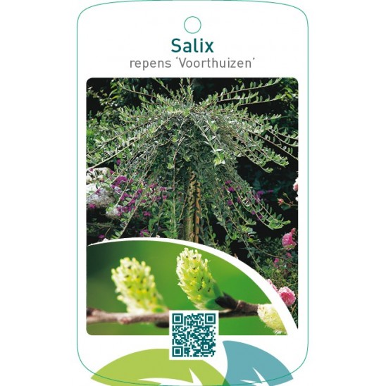 Etiquetas de Salix repens ‘Voorthuizen’