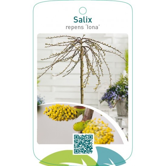 Etiquetas de Salix repens ‘Iona’