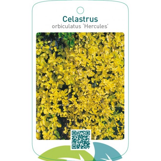 Etiquetas de Celastrus orbiculatus ‘Hercules’