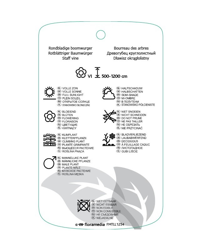 Etiquetas de Celastrus orbiculatus ‘Hercules’