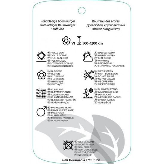 Etiquetas de Celastrus orbiculatus ‘Hercules’