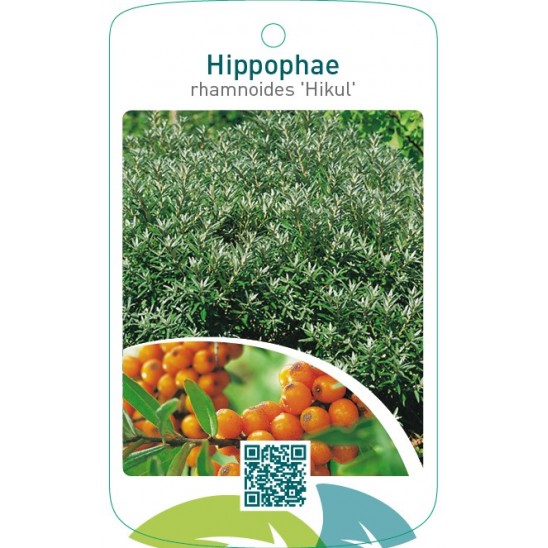 Etiquetas de Hippophae rhamnoides ‘Hikul’