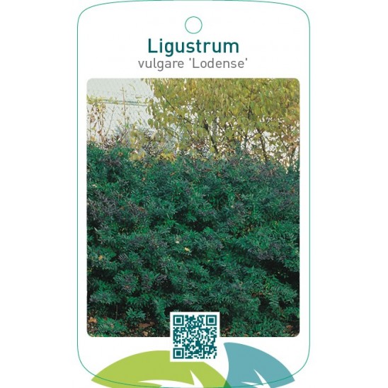 Etiquetas de Ligustrum vulgare ‘Lodense’