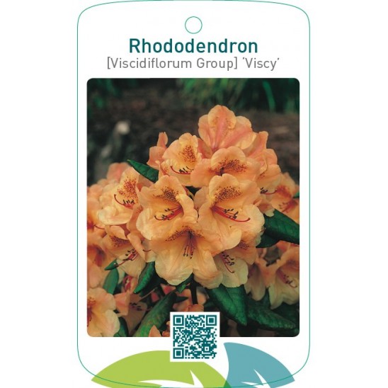 Etiquetas de Rhododendron [Viscidiflorum Group] ‘Viscy’