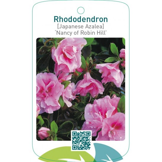 Etiquetas de Rhododendron [Japanese Azalea] ‘Nancy of Robin Hill’