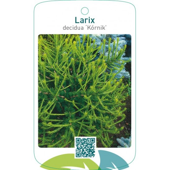 Etiquetas de Larix decidua ‘Kórnik’