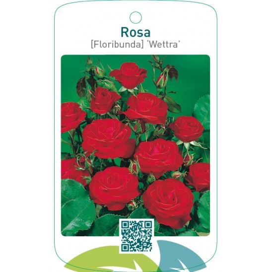 Etiquetas de Rosa [Floribunda] ‘Wettra’