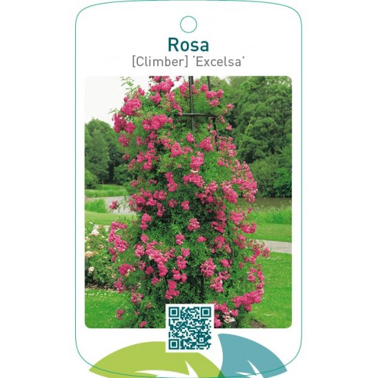 Etiquetas de Rosa [Climber] ‘Excelsa’