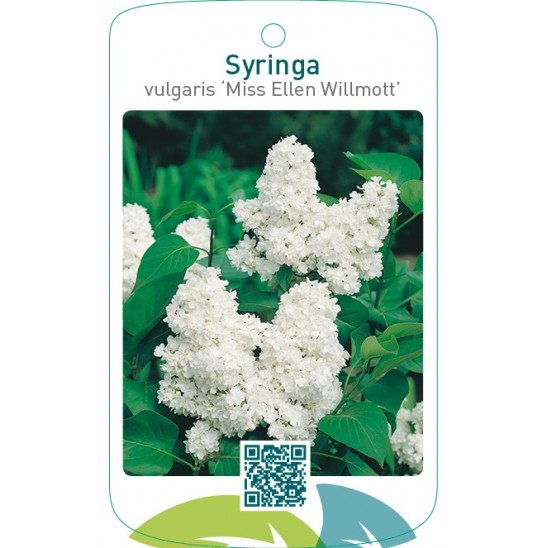 Etiquetas de Syringa vulgaris ‘Miss Ellen Willmott’