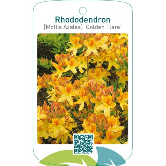 Etiquetas de Rhododendron [Mollis Azalea] ‘Golden Flare’