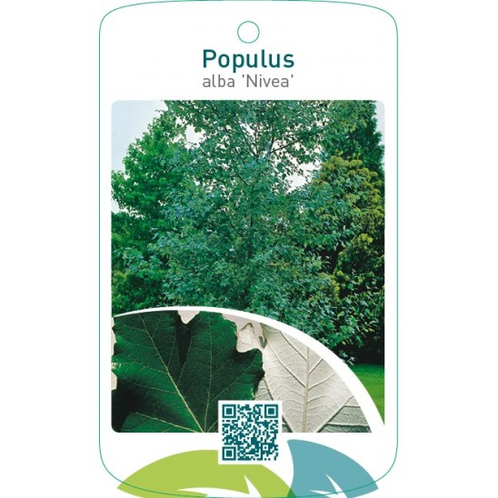 Etiquetas de Populus alba ‘Nivea’