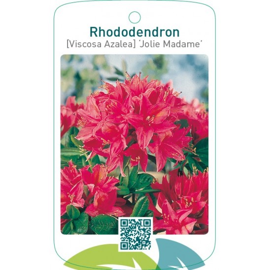 Etiquetas de Rhododendron [Viscosa Azalea] ‘Jolie Madame’