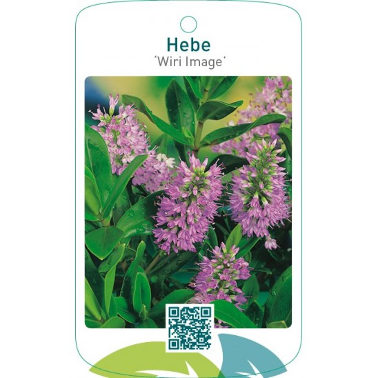 Etiquetas de Hebe ‘Wiri Image’