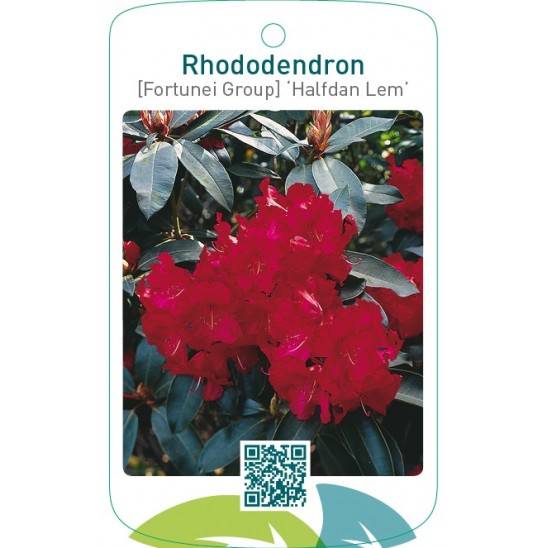 Etiquetas de Rhododendron [Fortunei Group] ‘Halfdan Lem’