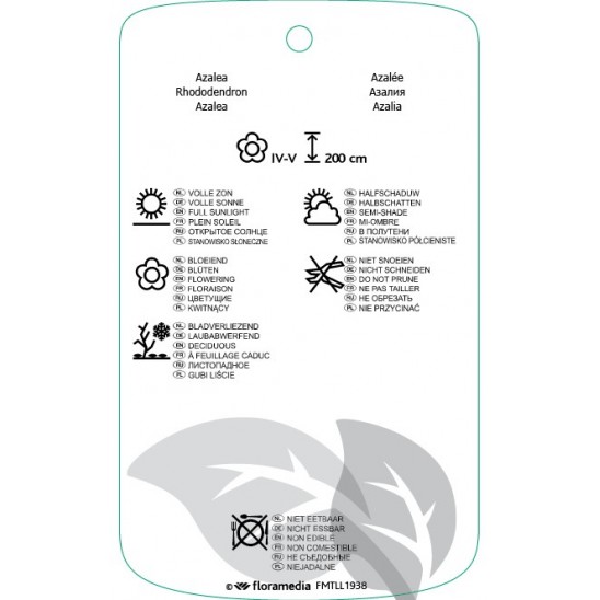 Etiquetas de Rhododendron [Viscosa-Azalea] ‘Carat’
