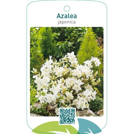 Etiquetas de Azalea japonica wit