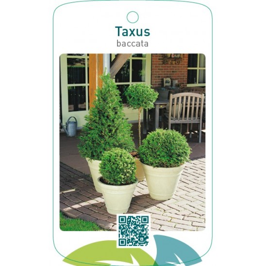 Etiquetas de Taxus baccata vormen