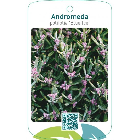 Etiquetas de Andromeda polifolia ‘Blue Ice’