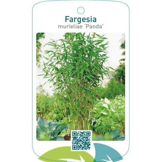 Etiquetas de Fargesia murieliae ‘Panda’ ® geschutzt