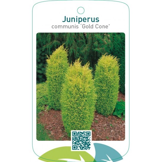 Etiquetas de Juniperus communis ‘Gold Cone’