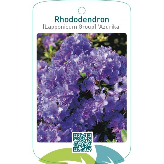 Etiquetas de Rhododendron [Lapponicum Group] ‘Azurika’