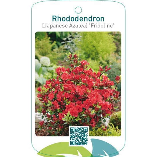 Etiquetas de Rhododendron [Japanese Azalea] ‘Fridoline’
