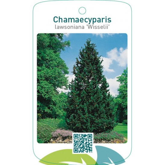 Etiquetas de Chamaecyparis lawsoniana ‘Wisselii’