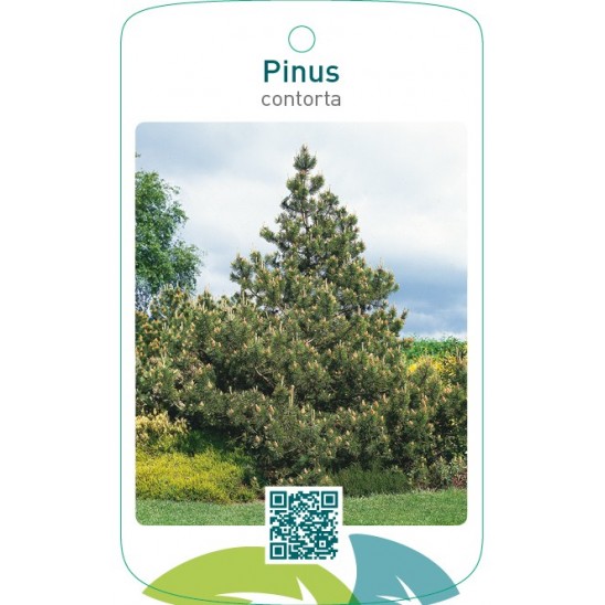 Etiquetas de Pinus contorta
