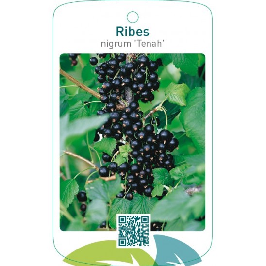 Etiquetas de Ribes nigrum ‘Tenah’