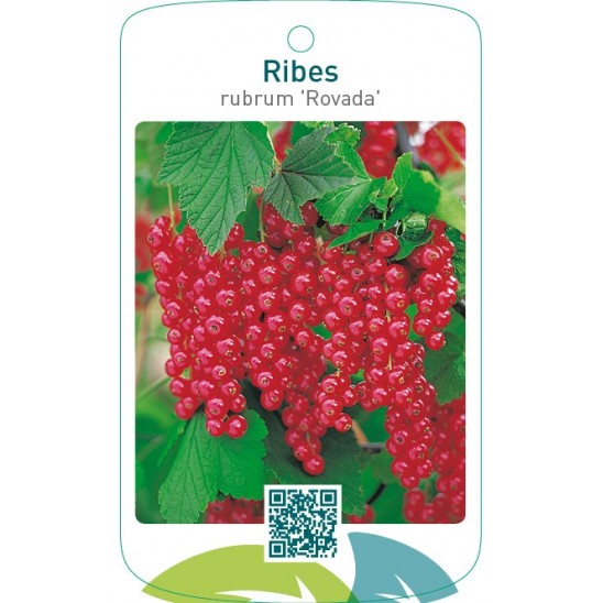 Etiquetas de Ribes rubrum ‘Rovada’