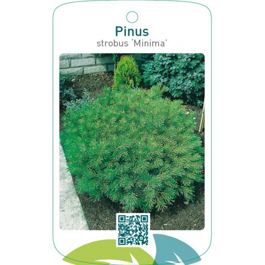Etiquetas de Pinus strobus ‘Minima’