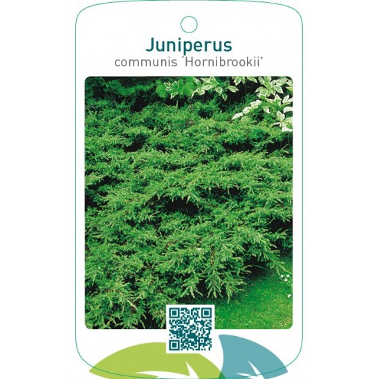 Etiquetas de Juniperus communis ‘Hornibrookii’