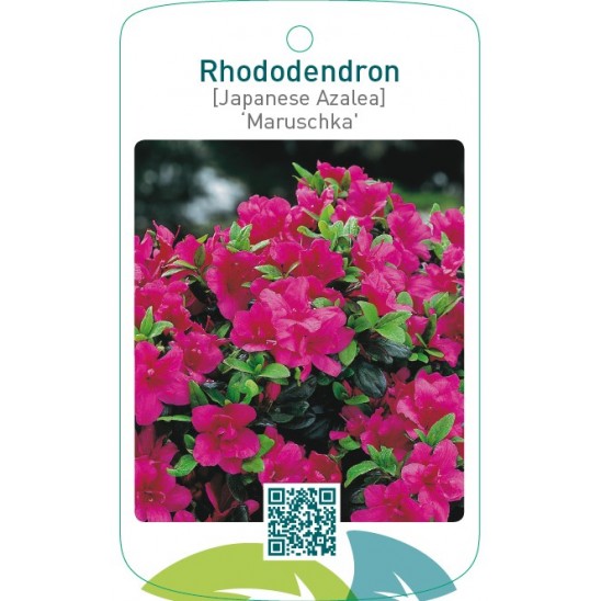 Etiquetas de Rhododendron [Japanese Azalea] ‘Maruschka’
