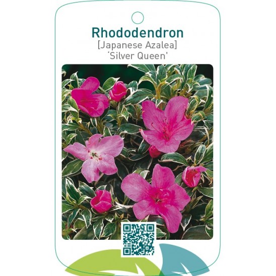 Etiquetas de Rhododendron [Japanese Azalea] ‘Silver Queen’